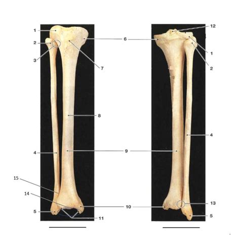 Tibia Og Fibula Diagram Quizlet