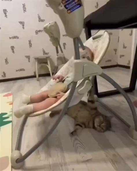 Cats On Twitter Https T Co I7imBkHXUG Twitter