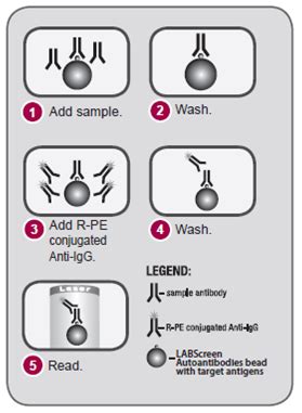 LABScreen Autoantibody Expanding The Antibody Detection Repertoire