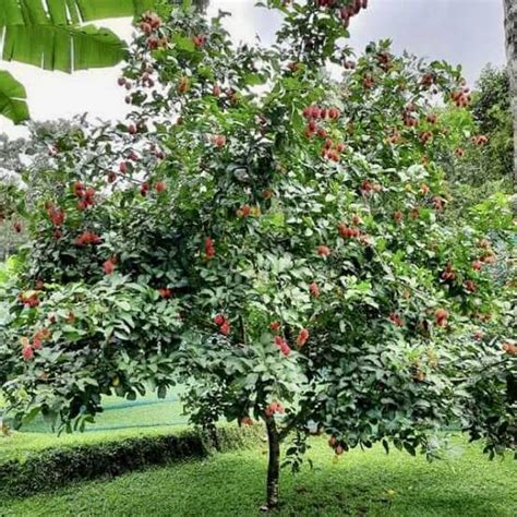 Rambutan Plant Gkg Farm Cebu Ph