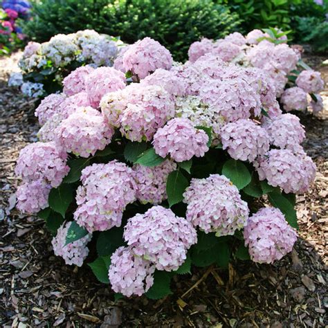 Wee Bit Innocent® Bigleaf Hydrangea Hydrangea Macrophylla Proven