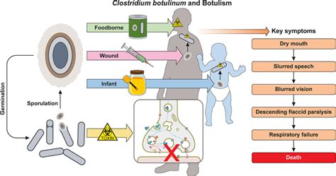 Pathogenicity And Virulence Of Clostridium Botulinum Pmc