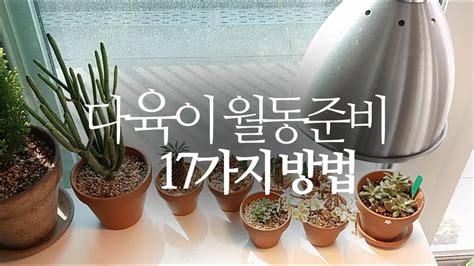 다육이 월동준비 17가지 방법 겨울철관리는 어떻게 Succulents多肉植物たにくしょくぶつ 218화 해맑은tv Youtube