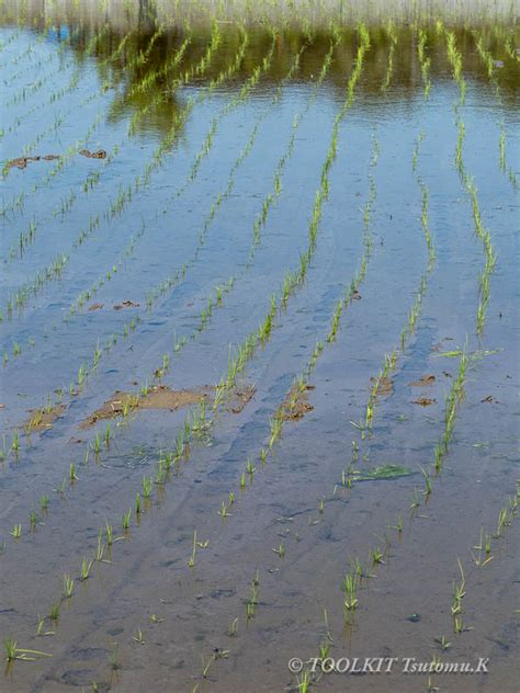 水田 トンボ くにたち界隈写真散歩