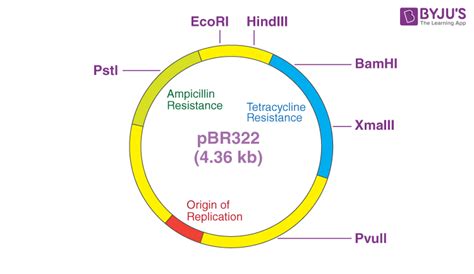 Difference Between Genomic DNA And Plasmid DNA