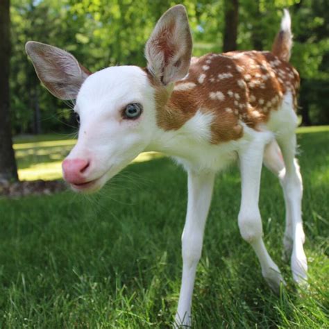 What Do You Call A Deer That Is Half White