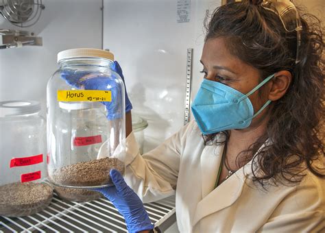 Bubonic Plague Bacteria Pictures