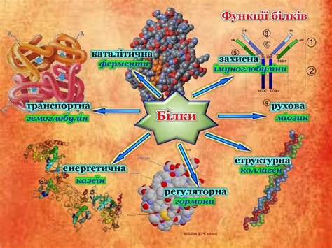 Білки Структура білка Online Presentation