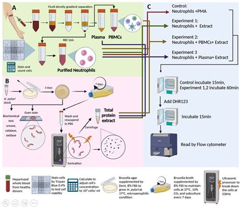 Schematic Overview Of The Experimental Design A Isolation Of Download Scientific Diagram