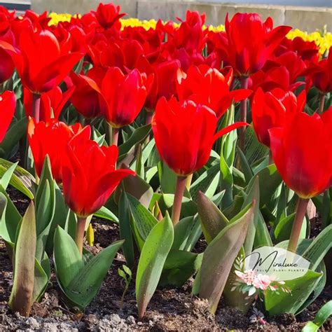 Lalele Pitice Showwinner Grădina Miraluxe