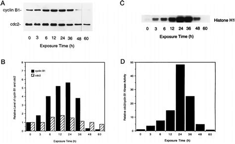 Effect Of Paclitaxel On Cdc2 And Cyclin B1 Expression And Cdc2cyclin