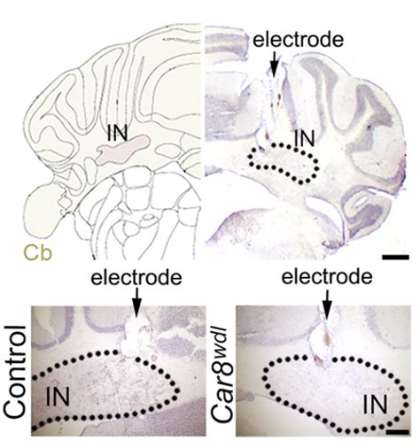 We Publish Van Der Heijden Lab