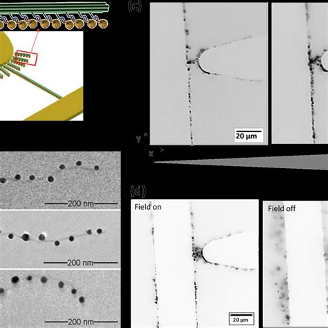 Dielectrophoretic Manipulation Of Gold Nanoparticle Conjugated Download Scientific Diagram