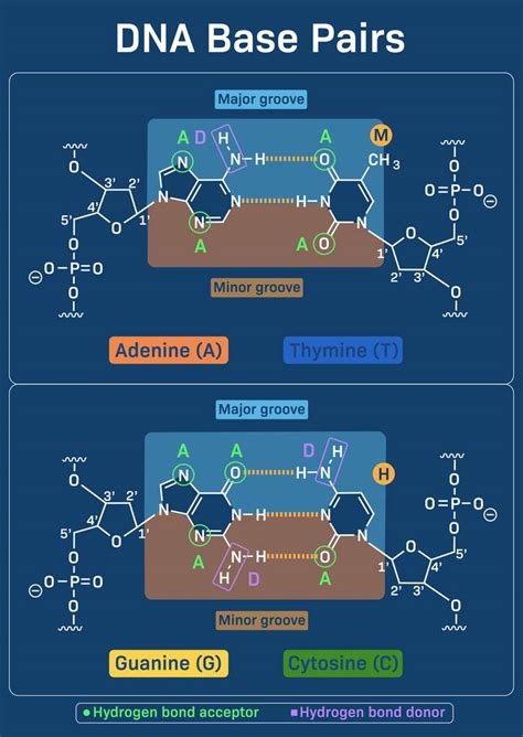 Base Pairing In Dna