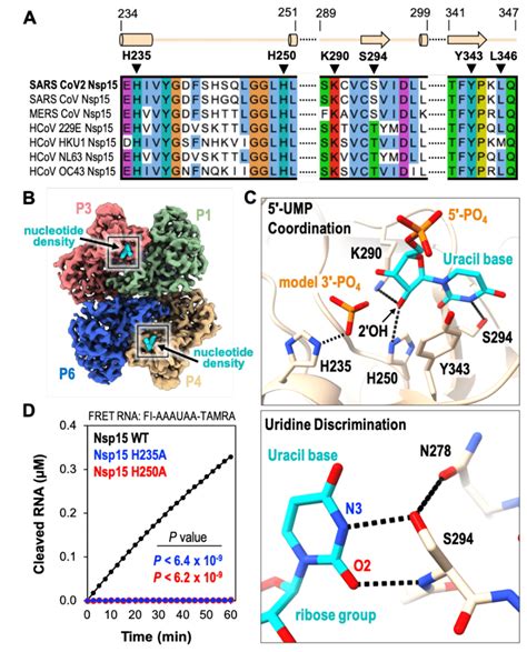 5¢ Ump Coordination By The Nsp15 Endou Active Site A Amino Acid Download Scientific Diagram