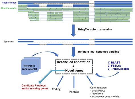 Github Cfarkasannotatemygenomes A Genome Annotation Pipeline That