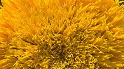 Fix For Object Reference Not Set To An Instance Of An Object Error