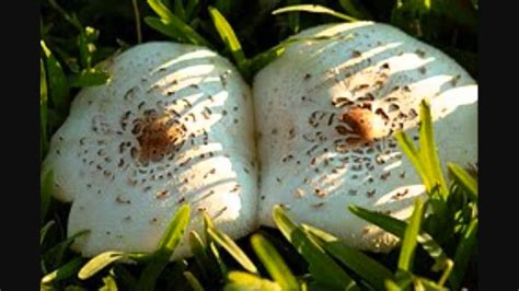 Things That Look Like Boobs Youtube