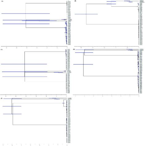 Maximum Likelihood Based Phylogenetic Analysis Generated Using Mega X