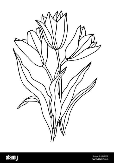 Tulips April Birth Month Flower Line Art Stock Vector Image And Art Alamy