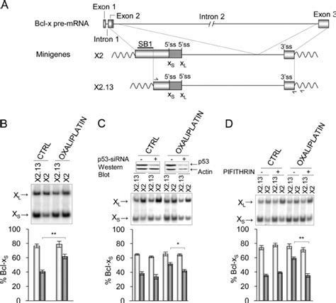 Oxaliplatin Modulates Bcl X Splicing Through The Sb1 Element A Download Scientific Diagram
