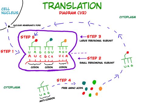 Transcription And Translation Process Diagram 1061x97