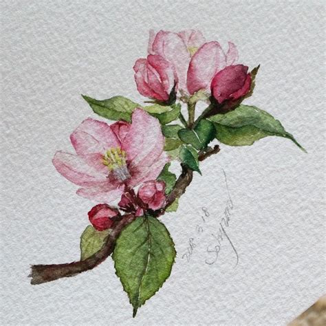 712 Likes 5 Comments 🎗today Is A T 꾸준함의 힘 Veryhyun7 On Instagram 🌸오늘도 꽃모닝~ 🍎사과나무