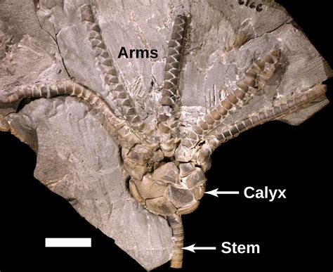 Crinoids