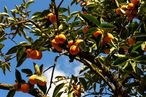 How Fast Does A Persimmon Tree Grow Minneopa Orchards