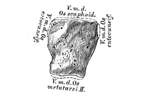 Middle Cuneiform Bone Stock Illustration Download Image Now 19th