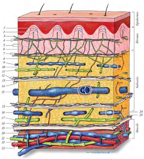 Cross Section Of Skin And The Underlying Subcutis And Muscle