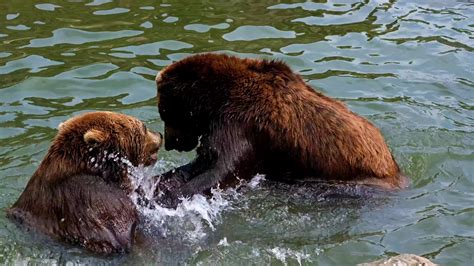 Two Bears Playing In A Body Of Water