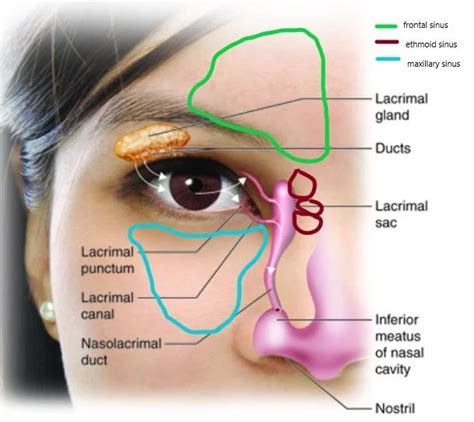 Anatomy Orbital Cellulitis