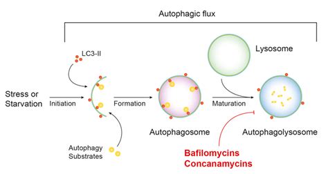 Bafilomycin A1 Potent V Atpase Inhibitor