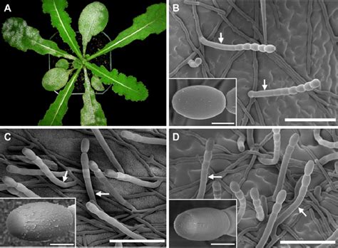 Scanning Electron Micrographs Illustrating Morphological Differences