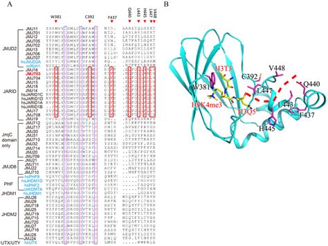 H3K4 Demethylase Specific Residues Within The JmjC Domain A Sequence