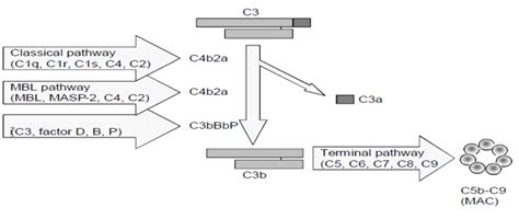Svar补体功能活性wieslab® Complement System Screen（compl300）产品介绍化工仪器网