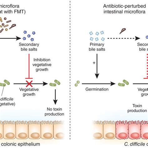 Bile Salts May Have An Impact On Cdi Pathogenesis Primary Bile Salts