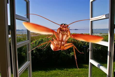 How To Get Rid Of Texas Tree Roaches Plenty Of Good Web Log Stills Gallery