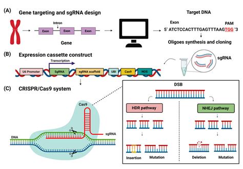 Crisprcas9 System For Genome Editing A Gene Targeting And Sgrna