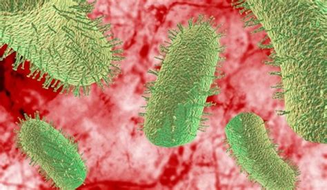 Seven Infected As Benue Govt Confirms Rabies Outbreak In Two Lgas