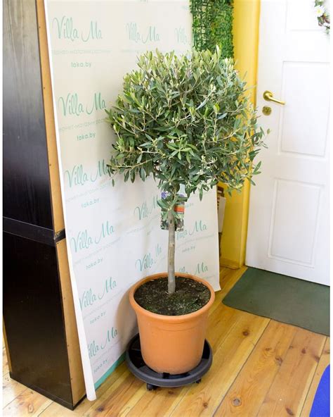 Крупномеры растения для интерьера купить Минск в магазине растений ...