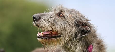 The Irish Wolfhound Breed Guide History Personality Grooming Training Health And Feeding