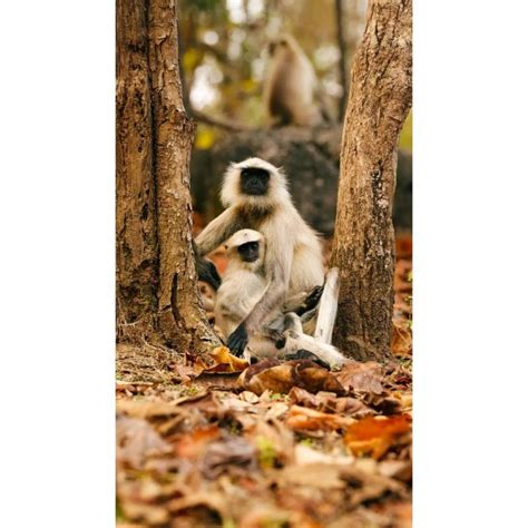 Vikrant Anand On Linkedin Vikrant Anand On Instagram A Morning Walk At Penchnationalpark