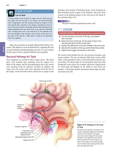 Eye Structure And Functions Pdf Retina Cornea