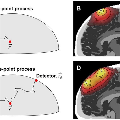 Photon Propagation Through Scattering Tissue A Representation Of A