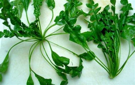 荠菜是什么季节的 苹果绿