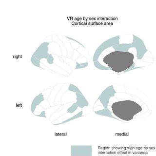 Regions Where Sex Differences In Variability Of Brain Structure Download Scientific Diagram