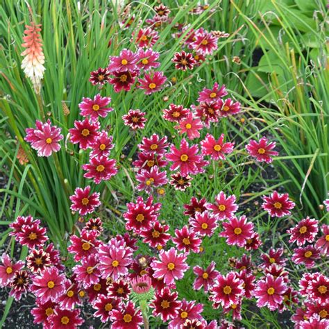 Coreopsis Ruby Frost TERRA NOVA Nurseries Inc