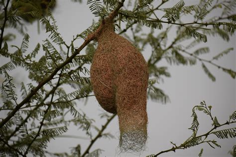Tailor Bird Nest Free Photo On Pixabay Pixabay